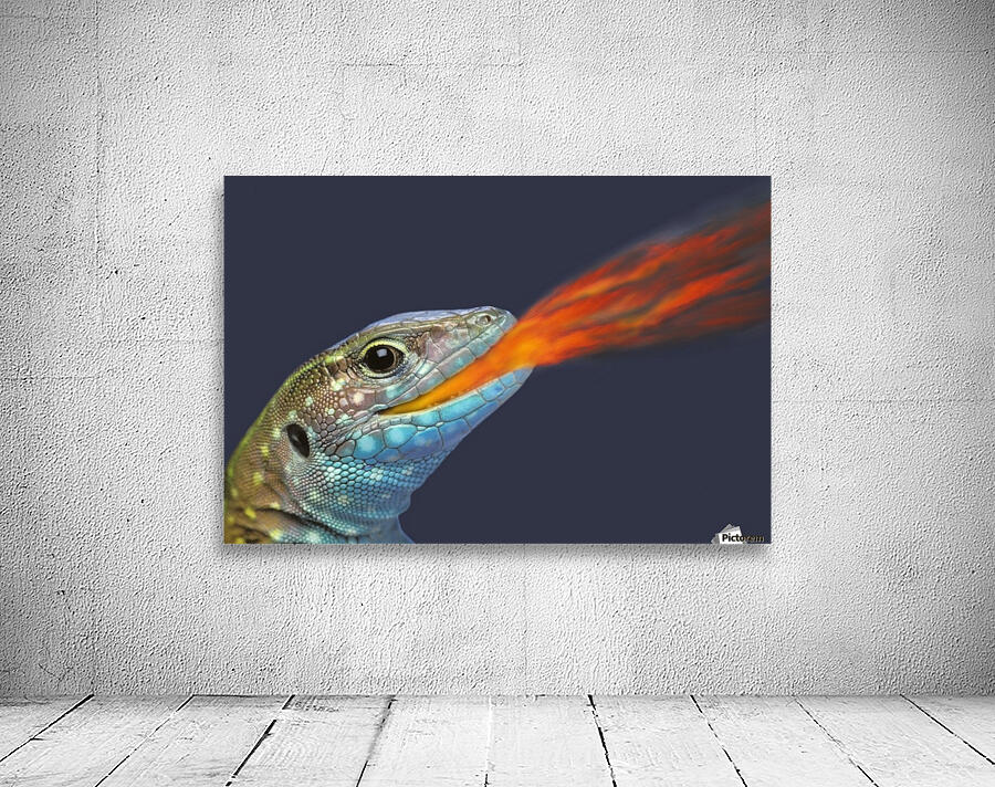 Fire-breathing rainbow lizard;British columbia canada by PacificStock ...