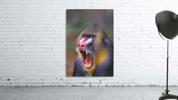 Roaring mandrill baboon;Florida united states of america by ...