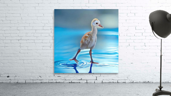 Sandhill Crane Colt chick by Darin E Hartley Photography Wall Art