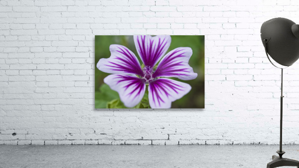 Magenta Tall Mallow Flower by Iris H Richardson Wall Art