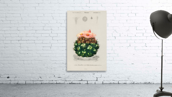 Starry Ball Mammillaria elephantidens by IStockHistory com Wall Art