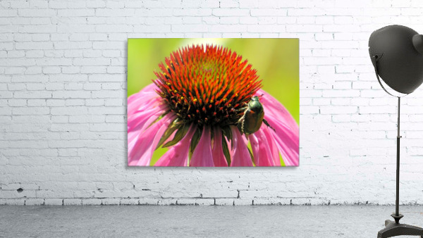 Echinacea and the Bee in Lincoln Park VP6 by Vicki Polin Wall Art