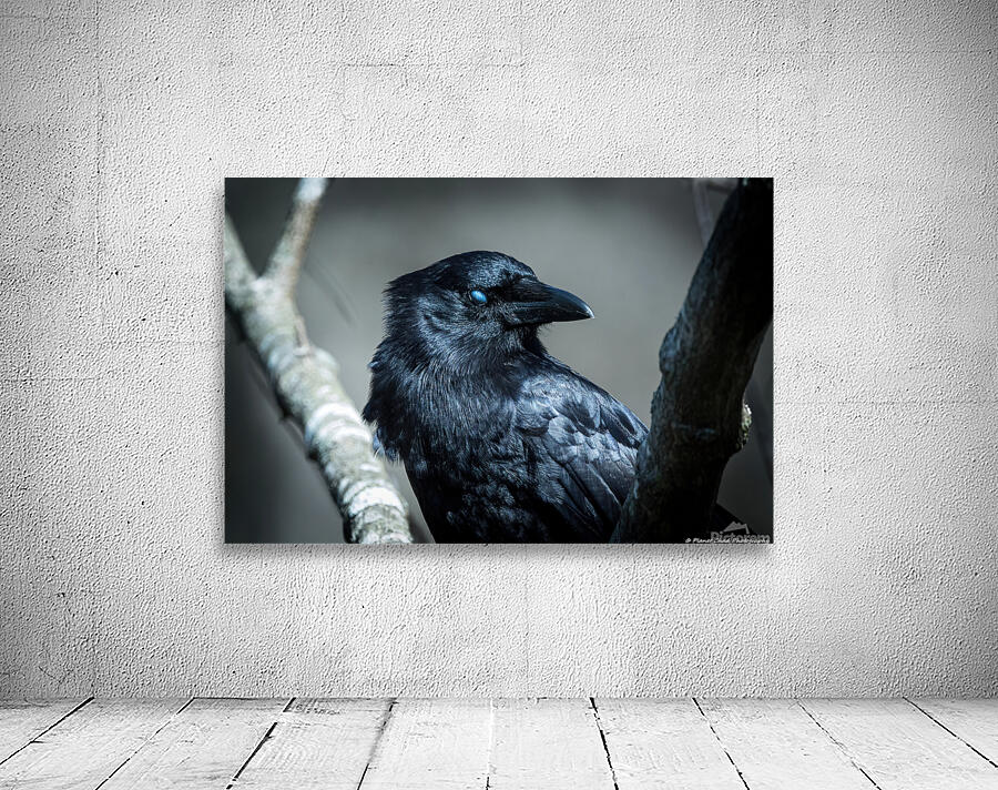 American Crow - Blue Eyes by Chad Meyer Wall Art