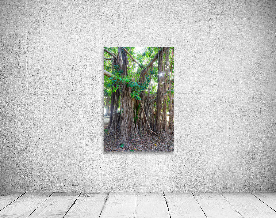 Majestic Magnificent Banyan Tree Portrait by Bo Insogna Wall Art