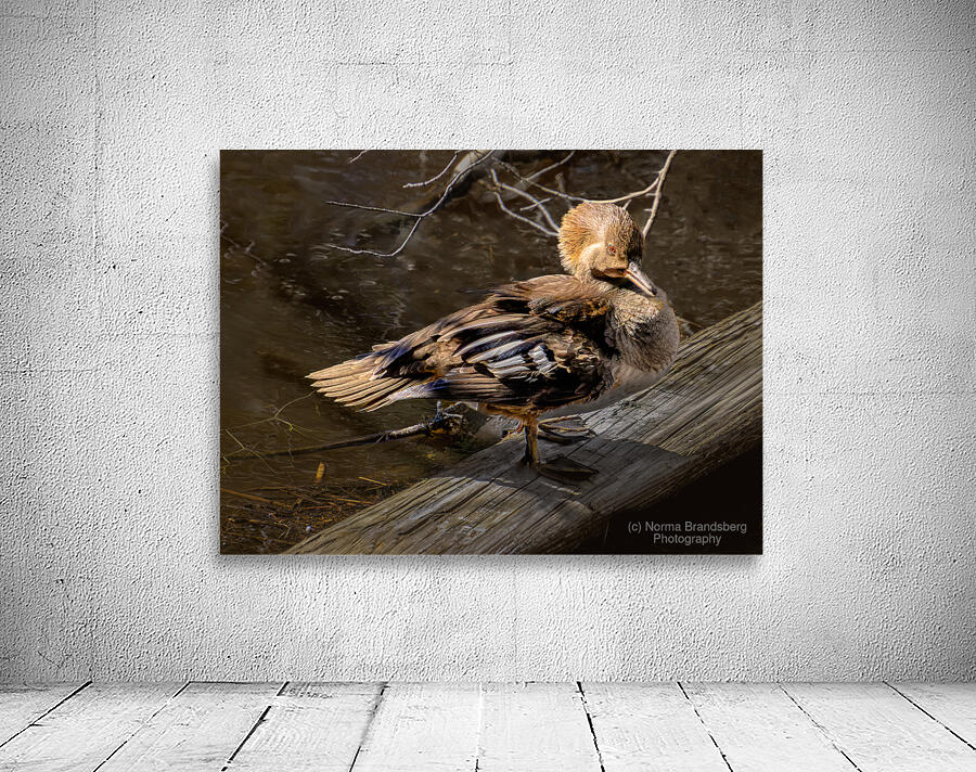 Huntington Beach State Park Bird in Winter by Norma Brandsberg ...