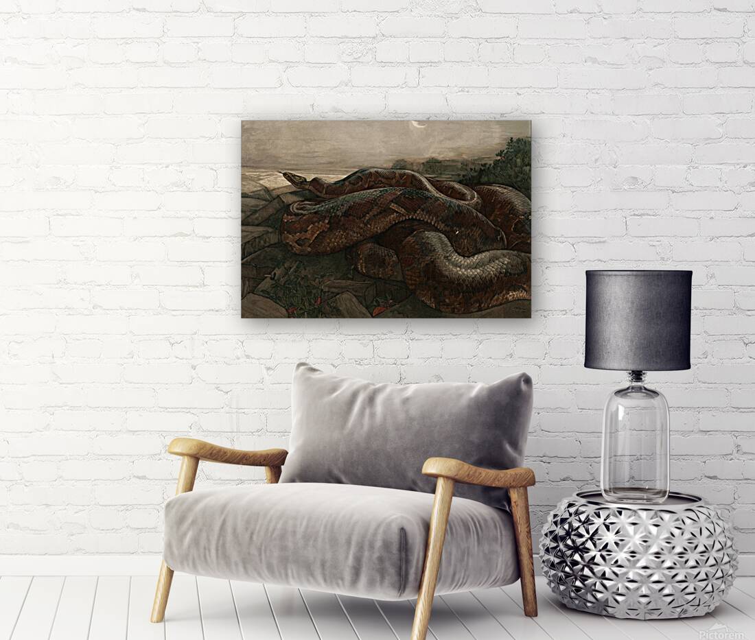 Kaa The Python [1903] by Charles Maurice Detmold [1883–1908] by MyCozyFineArt Wall Art