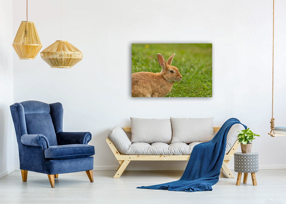 Peach rabbit in a wild on green lawn background by ImageNet Wall Art