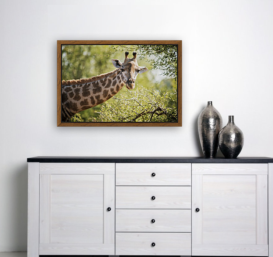 Giraffe (Giraffa camelopardalis), Kruger National Park; South Africa by ...